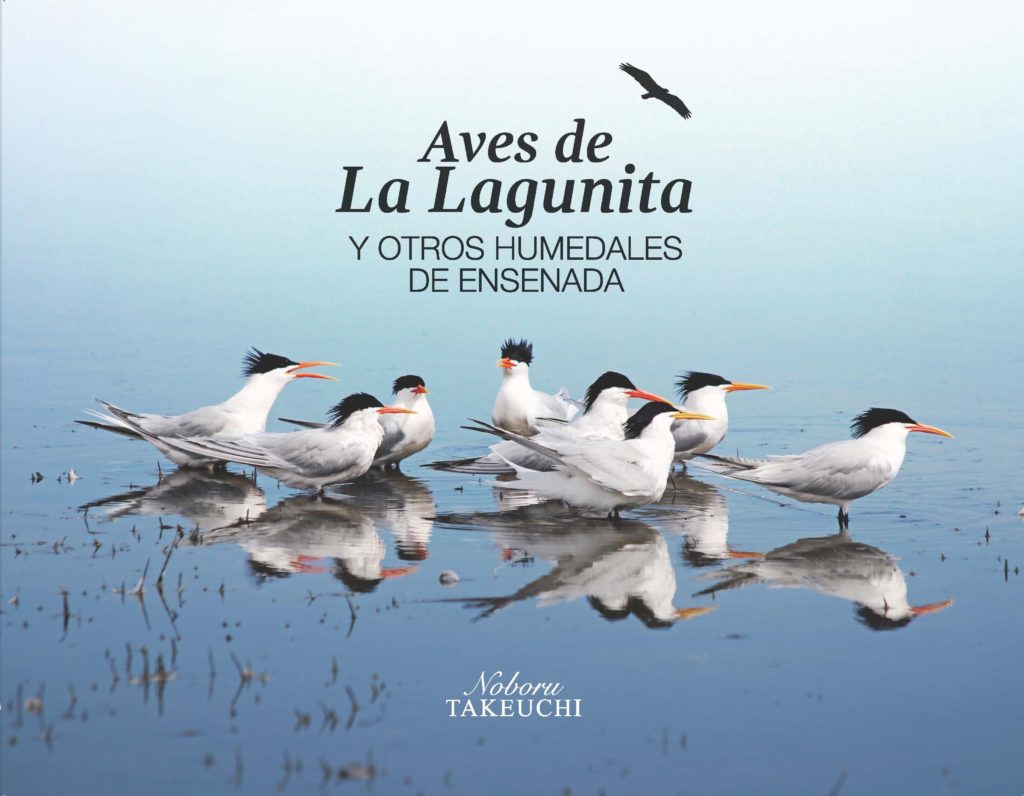 Aves de La Lagunita - Diverticiencia
